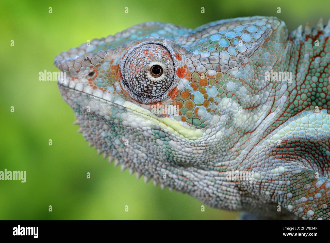 Isolated portrait of wild animal with long tail hi-res stock ...