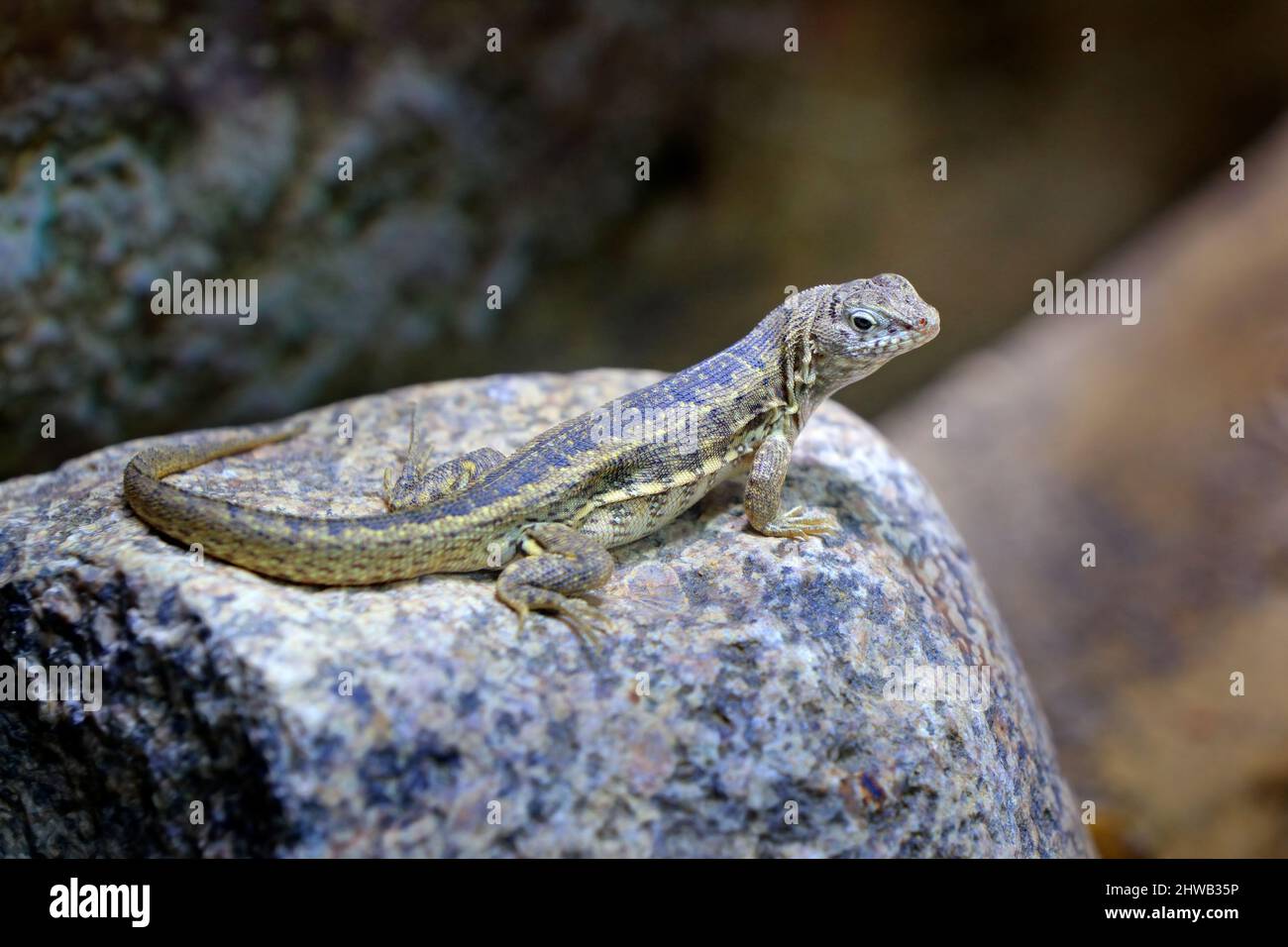 Hispaniolan curlytail lizard, leiocephalus schreibersii, sitting on the ...