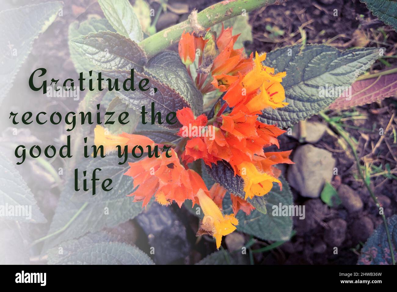 Motivational quotes High Resolution Stock Photography and Images - Alamy