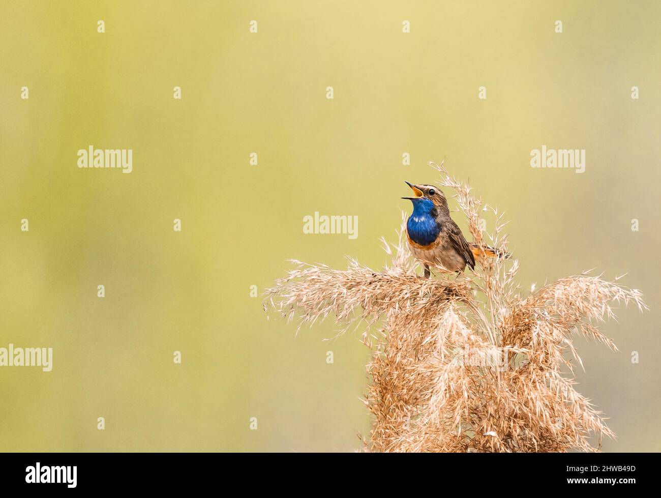 Traveler - a species of small migratory bird from the flycatcher family ...