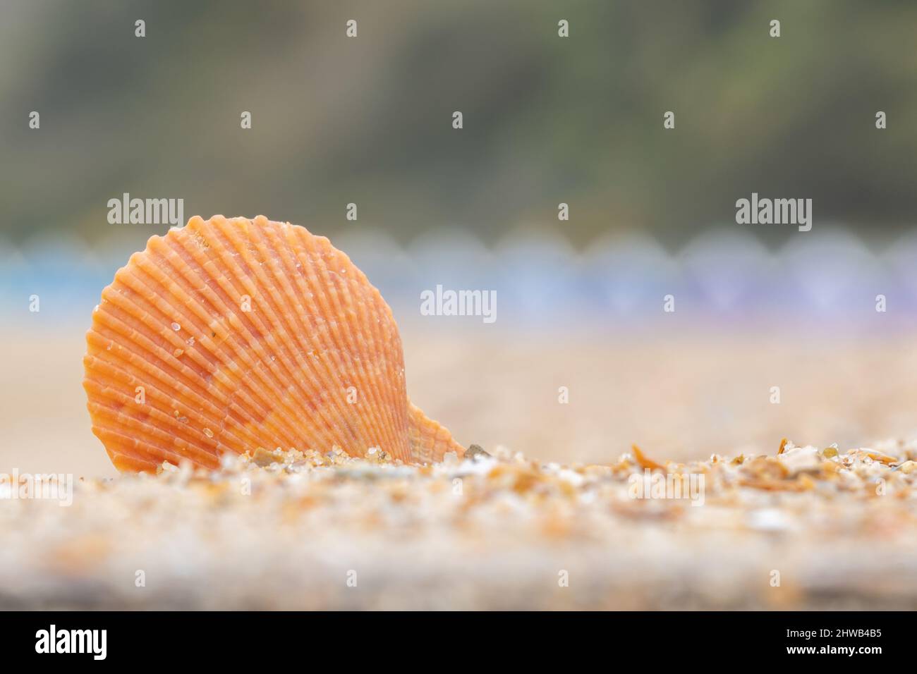 Shell on Bournemouth Beach Stock Photo - Alamy