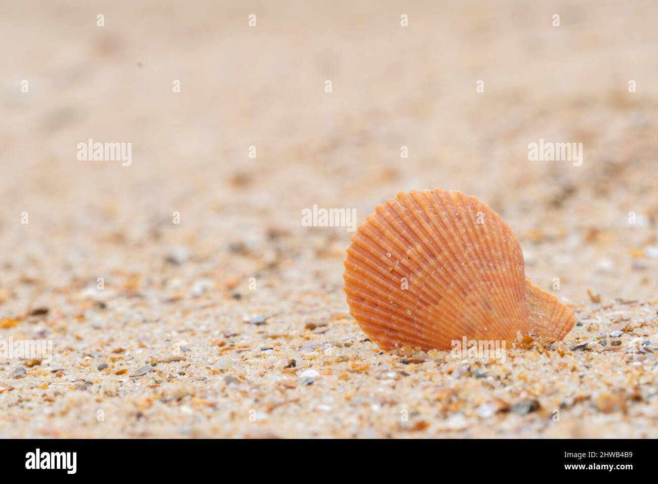 Single seashell on the beach Stock Photo - Alamy