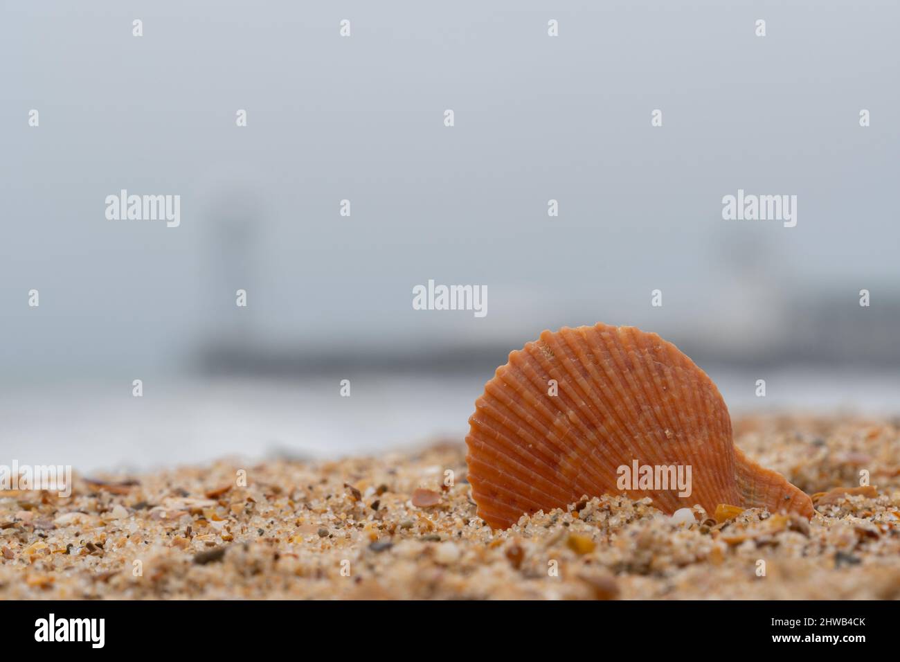 Shell on Bournemouth Beach Stock Photo - Alamy