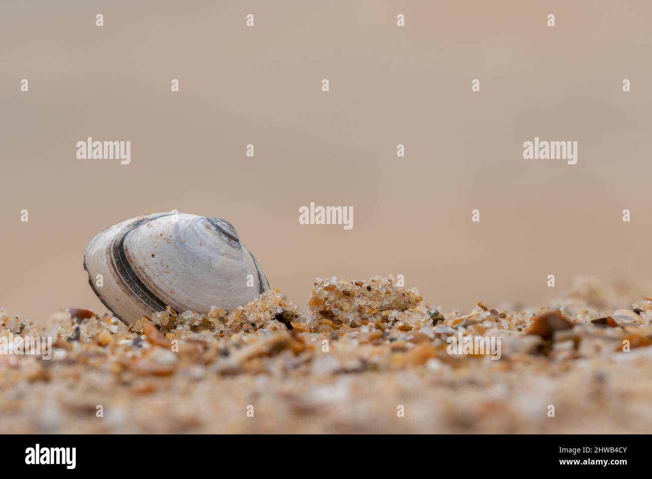 Single seashell on the beach Stock Photo - Alamy