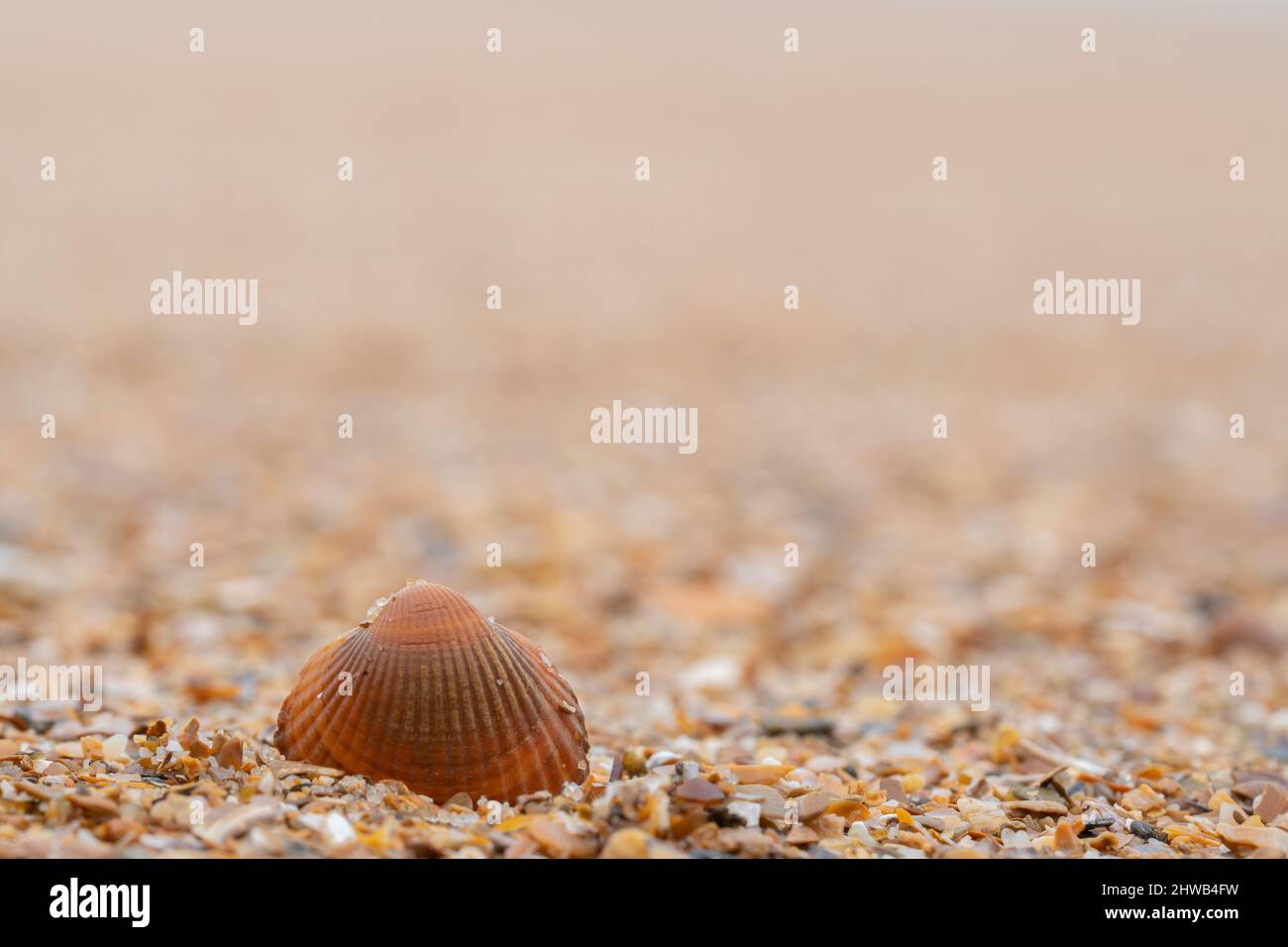 Single seashell on the beach Stock Photo - Alamy
