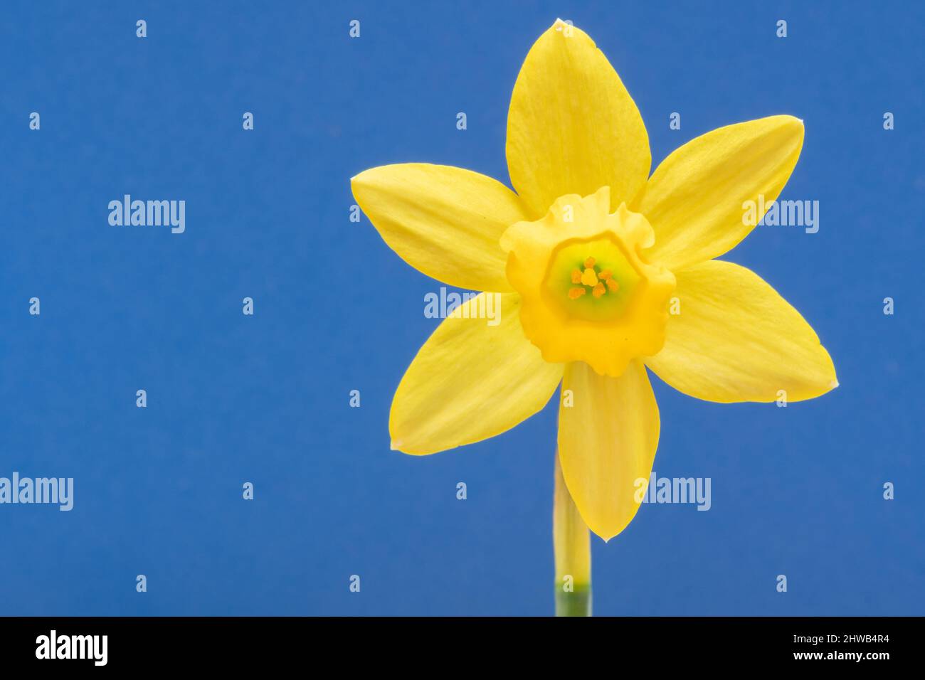 Single daffodil on a blue background Stock Photo - Alamy