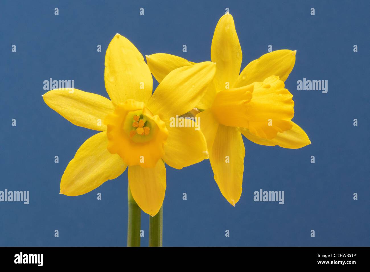 Two yellow daffodils on a blue background Stock Photo - Alamy