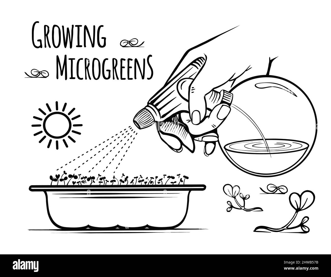 Instructions for sowing microgreens all year round at home. Spraying ...