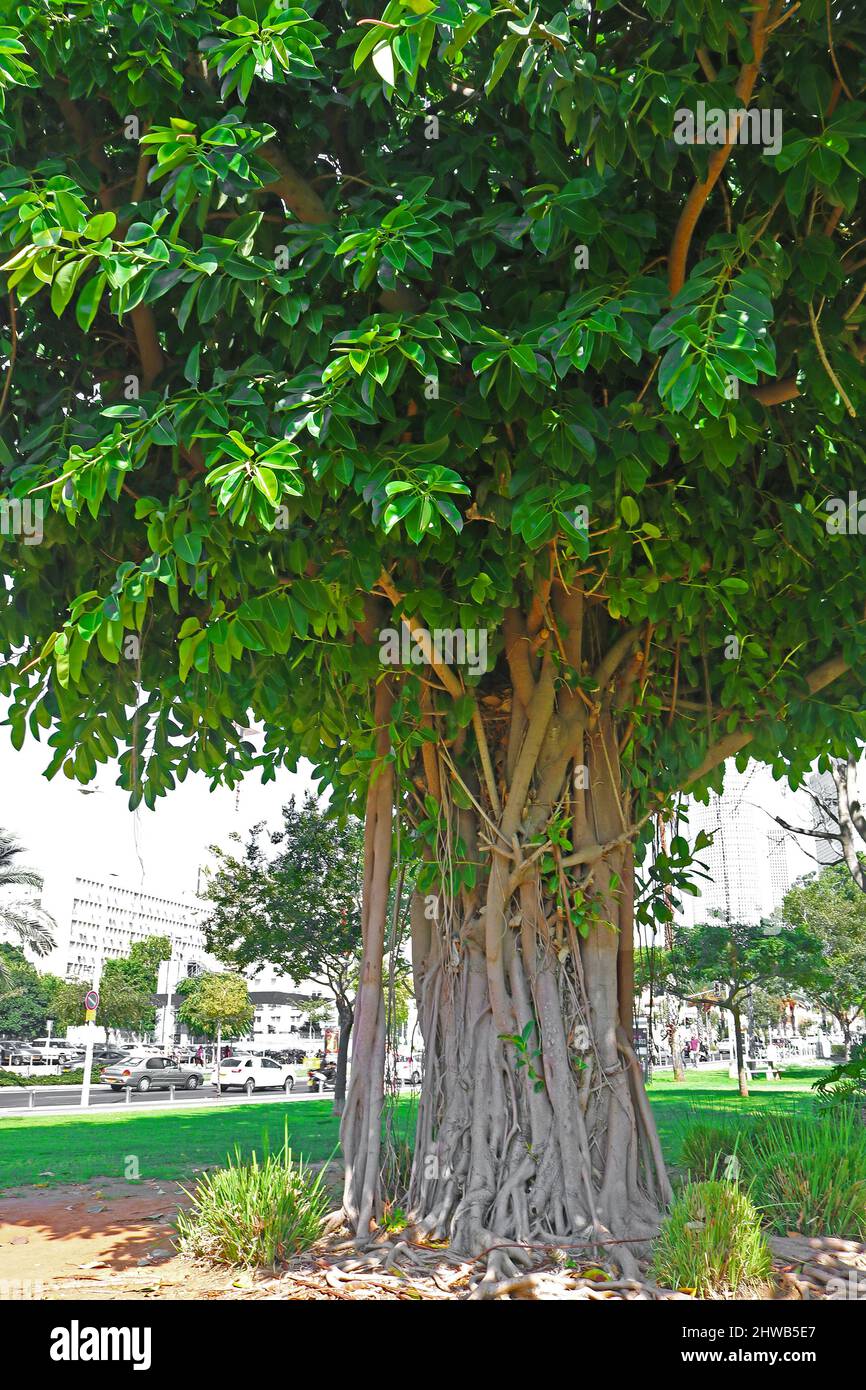 Tel Aviv, Israel - September 17, 2017: View of ficus tree and city ...
