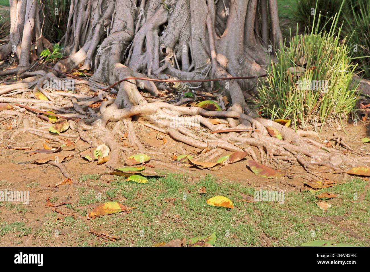 Ficus root system in Tel Aviv, Israel Stock Photo - Alamy