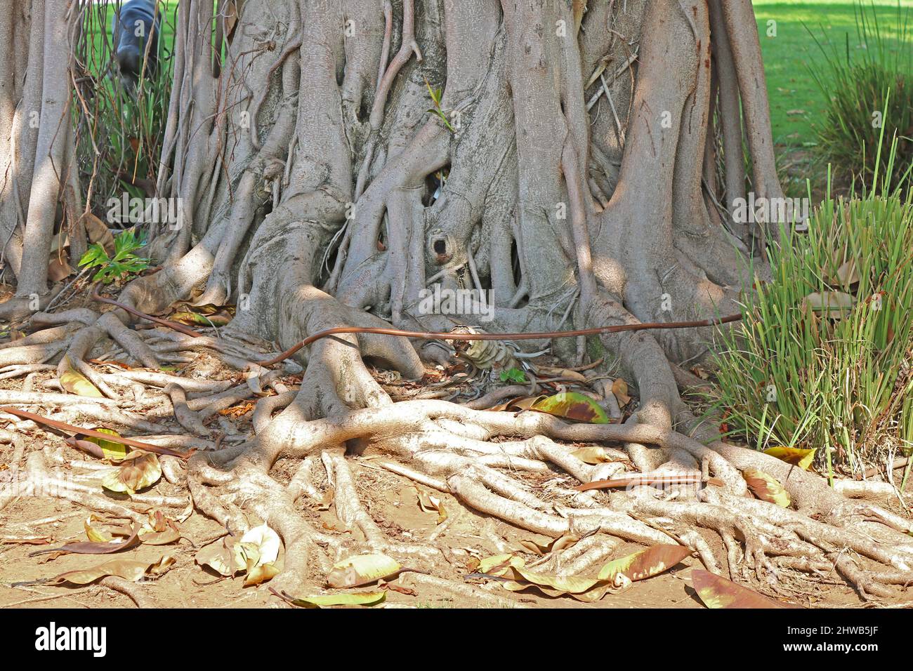 Ficus root system in Tel Aviv, Israel Stock Photo - Alamy