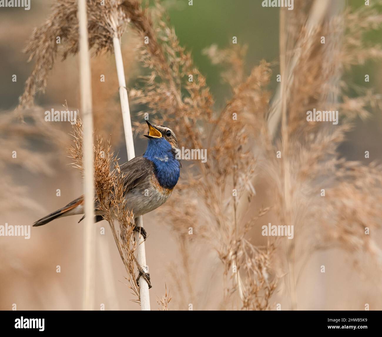 Traveler - a species of small migratory bird from the flycatcher family ...