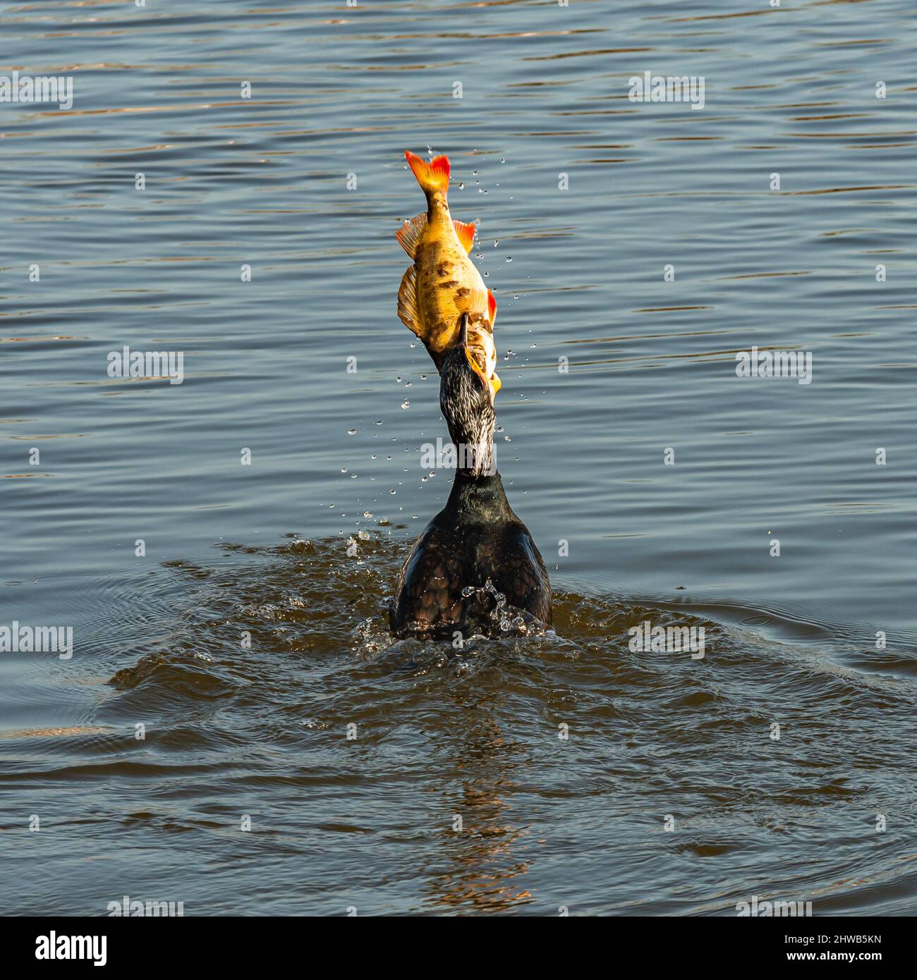 Kormoran z posilkiem hi-res stock photography and images - Alamy