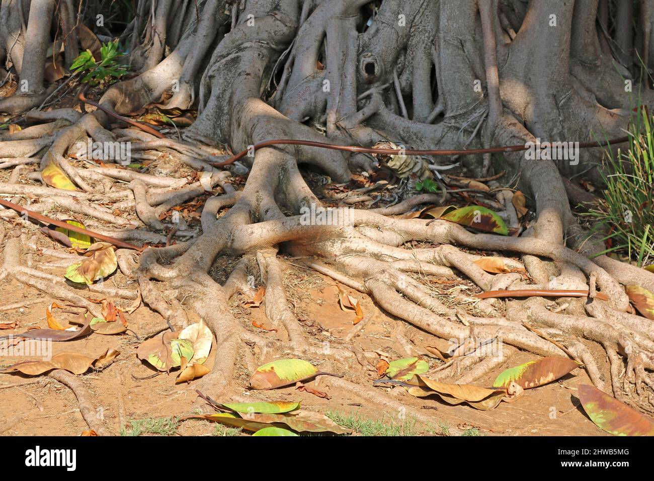 Ficus root system in Tel Aviv, Israel Stock Photo - Alamy