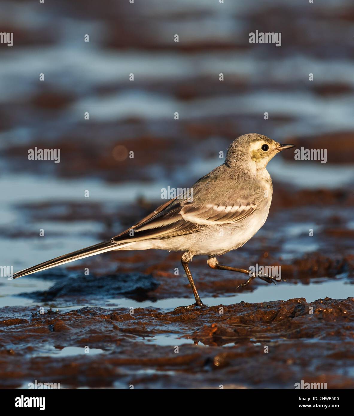 Pliszka siwa hi-res stock photography and images - Alamy