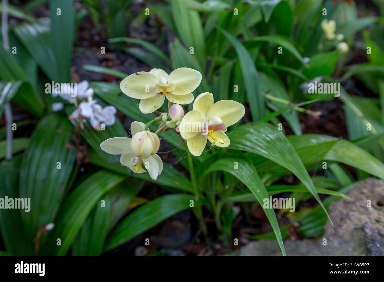 Side view orchid flower in the garden,beautiful nature,background Stock ...
