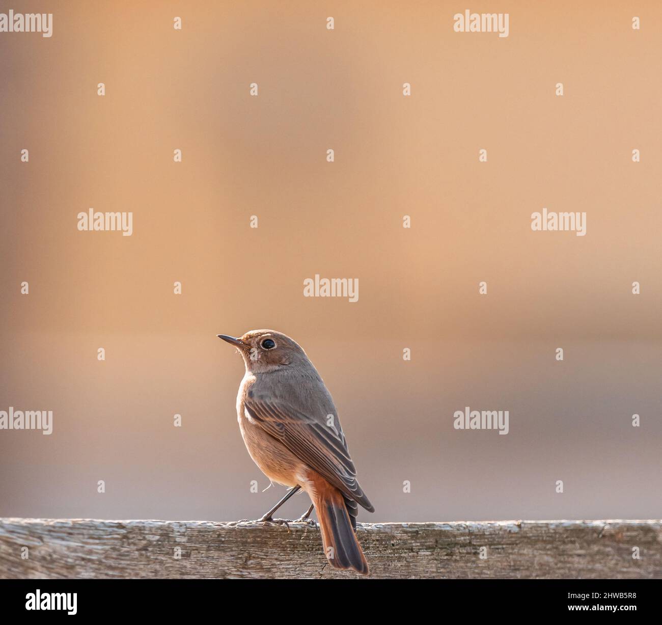 Ptaki polski hi-res stock photography and images - Alamy