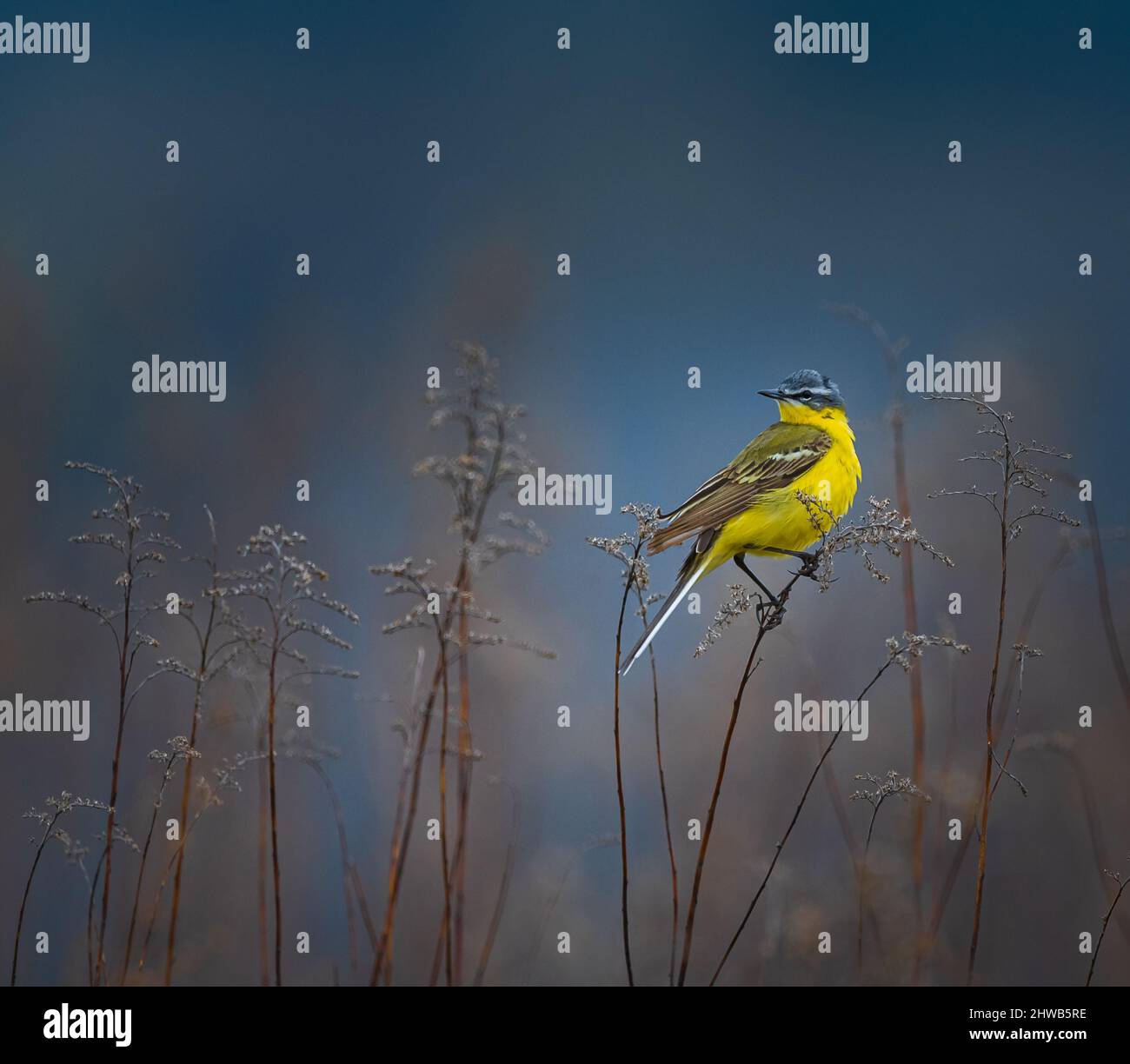 Ptaki hi-res stock photography and images - Alamy