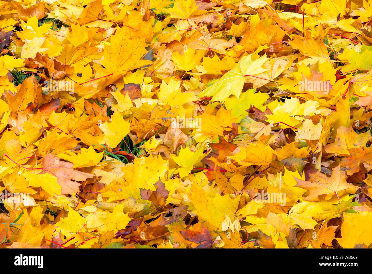 fallen autumn maple leaves on the ground full-frame background at ...