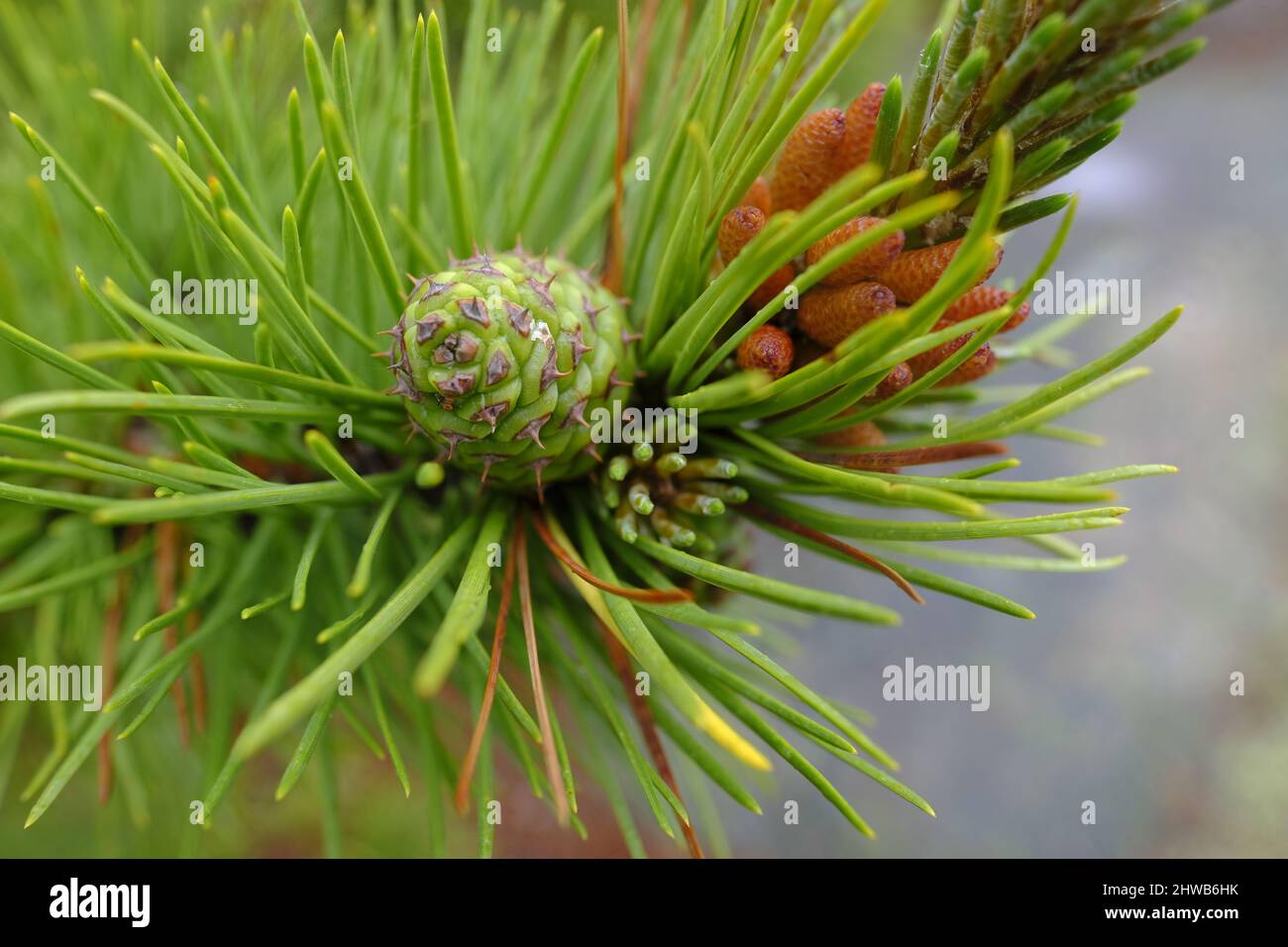green pine cone pinecone on branch with evergreen needles and smaller ...