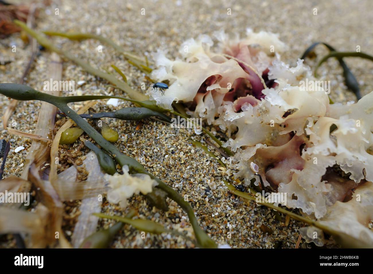 Seaweed on the seashore Stock Photo - Alamy