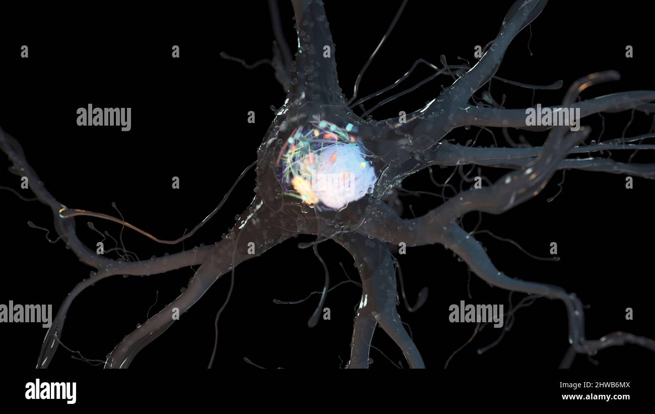 Human nerve cell, illustration Stock Photo - Alamy