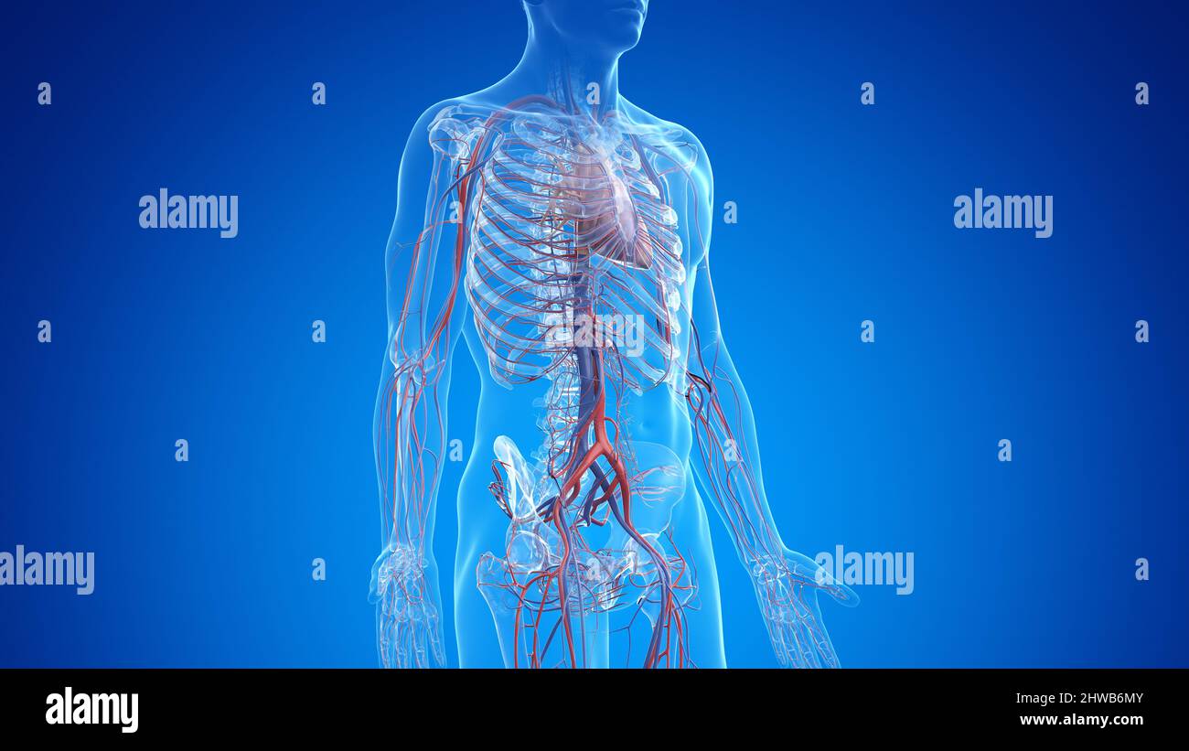 Vascular system, illustration Stock Photo - Alamy