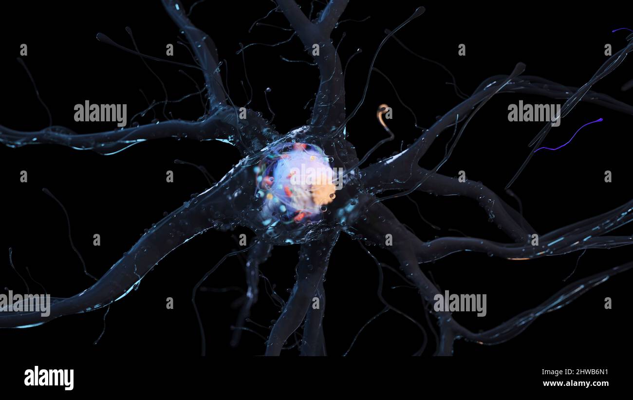 Human nerve cell, illustration Stock Photo - Alamy