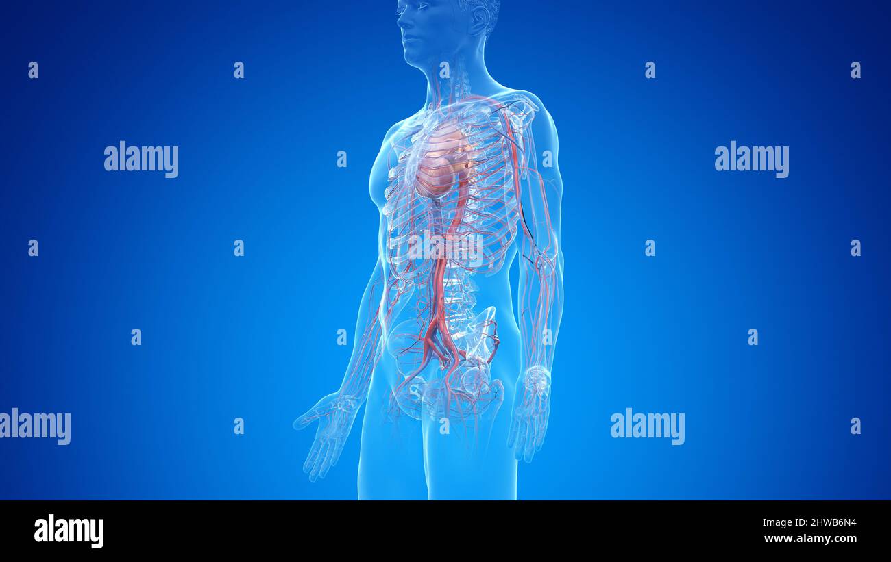 Vascular system, illustration Stock Photo - Alamy