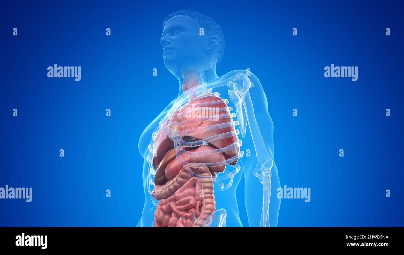 Thorax anatomy, illustration Stock Photo - Alamy