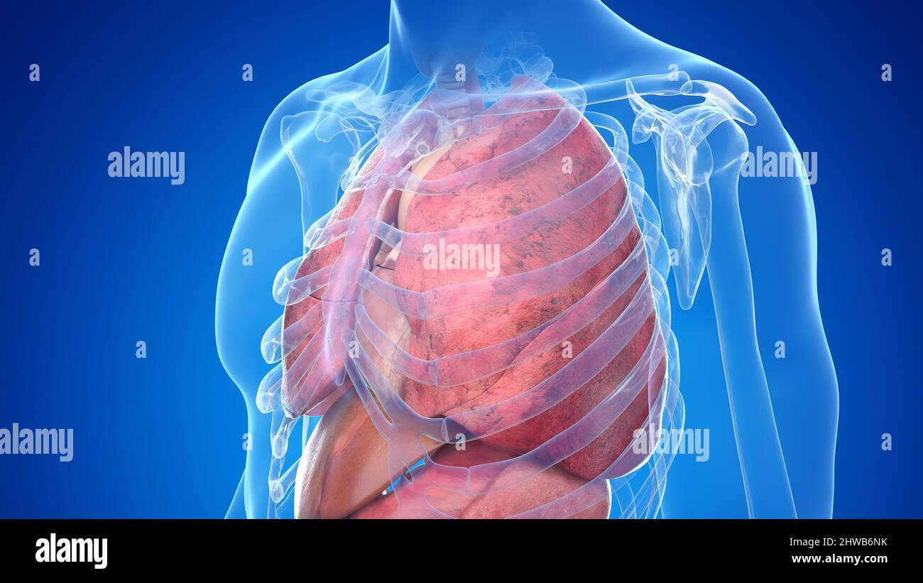 Human lungs, illustration Stock Photo - Alamy