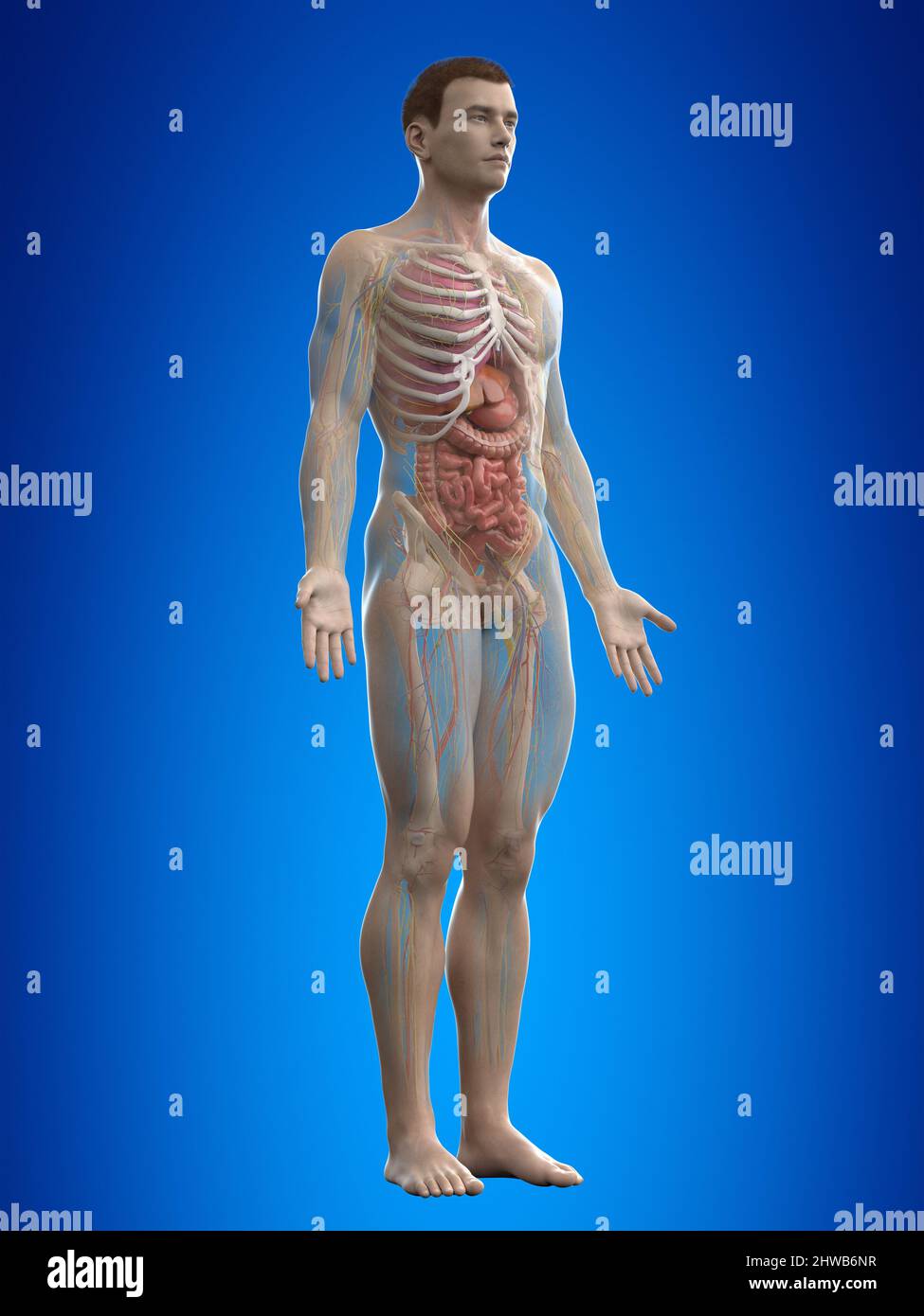 Human anatomy, illustration Stock Photo - Alamy