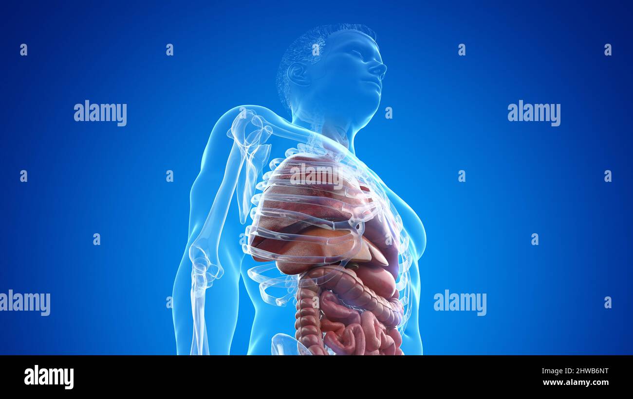 Thorax anatomy, illustration Stock Photo - Alamy