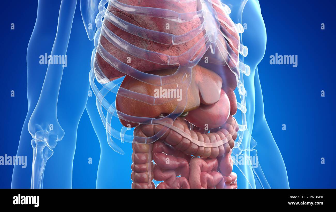 Human internal organs, illustration Stock Photo - Alamy