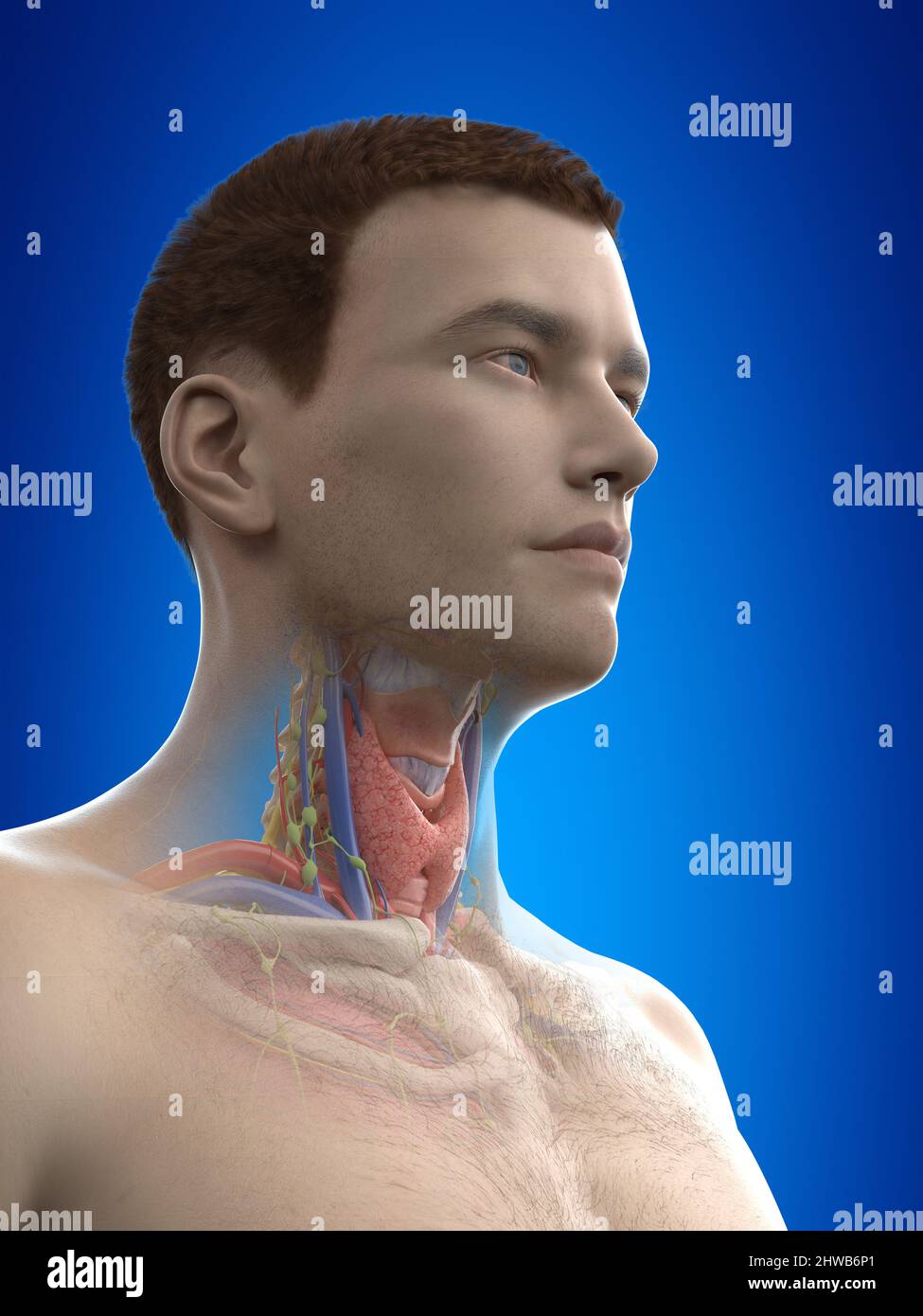 Neck anatomy, illustration Stock Photo - Alamy