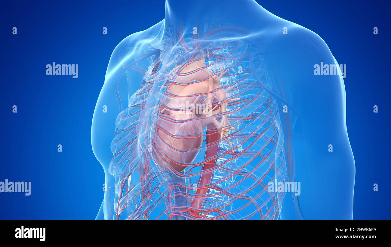 Human heart, illustration Stock Photo - Alamy