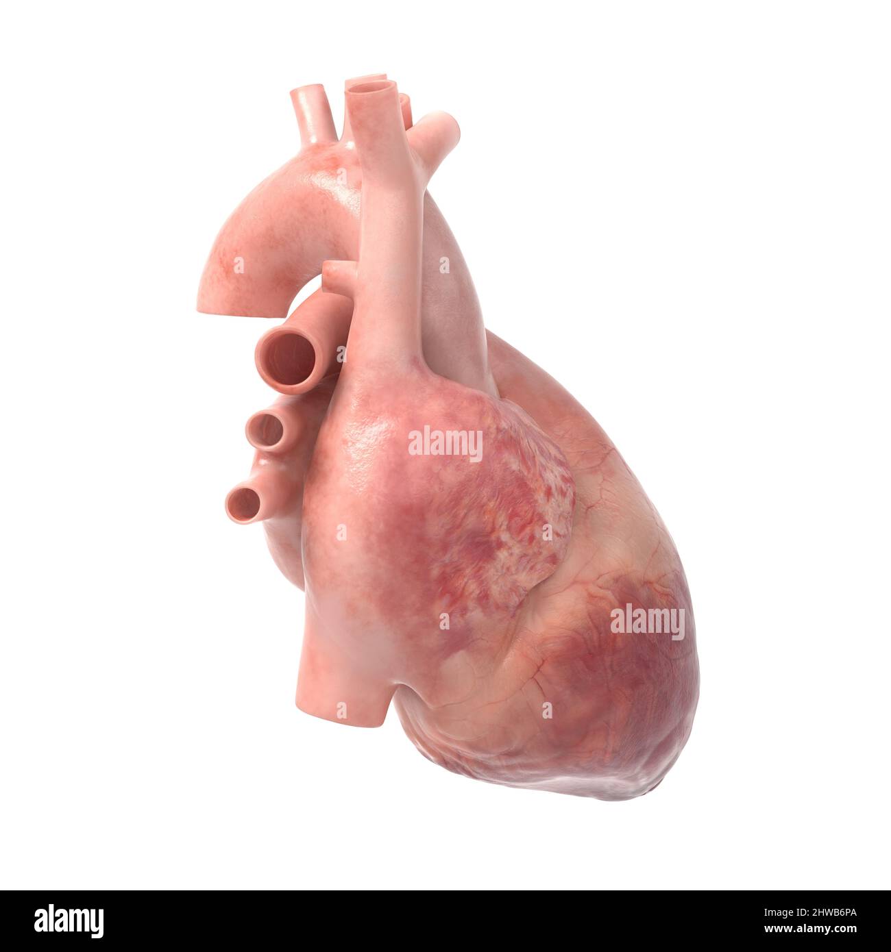 Human heart, illustration Stock Photo - Alamy