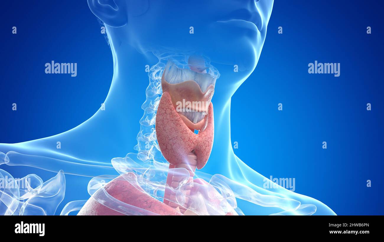 Neck anatomy, illustration Stock Photo - Alamy