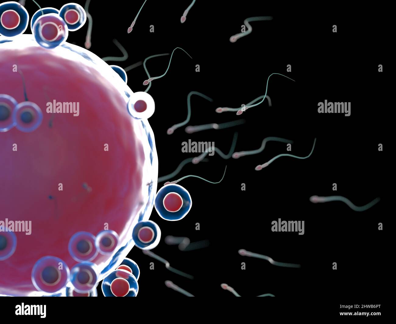 Spermatozoanswim hi-res stock photography and images - Alamy