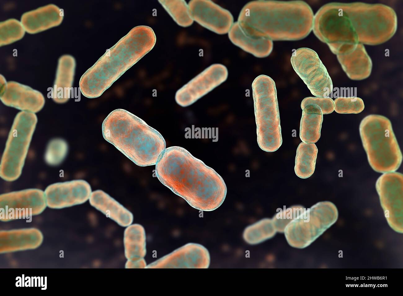 Bacteroides sp. bacteria, illustration Stock Photo - Alamy