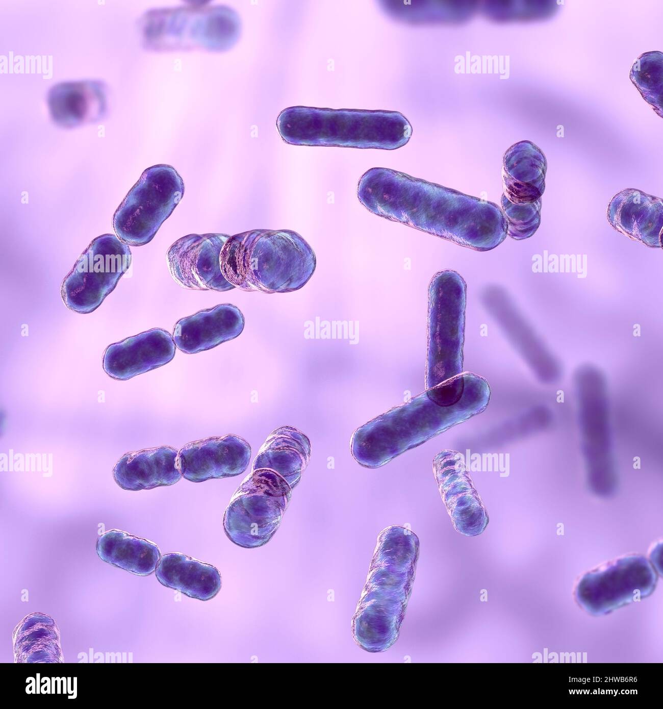 Bacteroides thetaiotaomicron hi-res stock photography and images - Alamy
