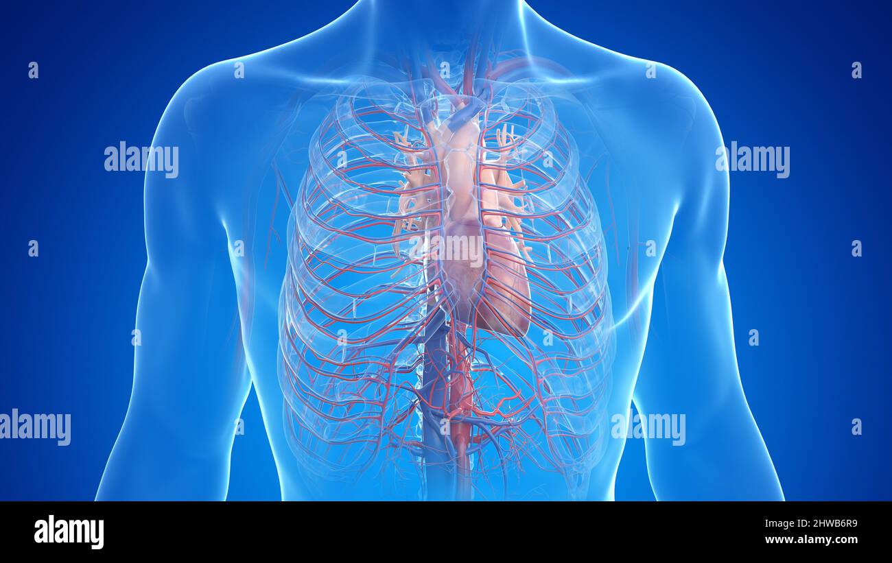 Human heart, illustration Stock Photo - Alamy