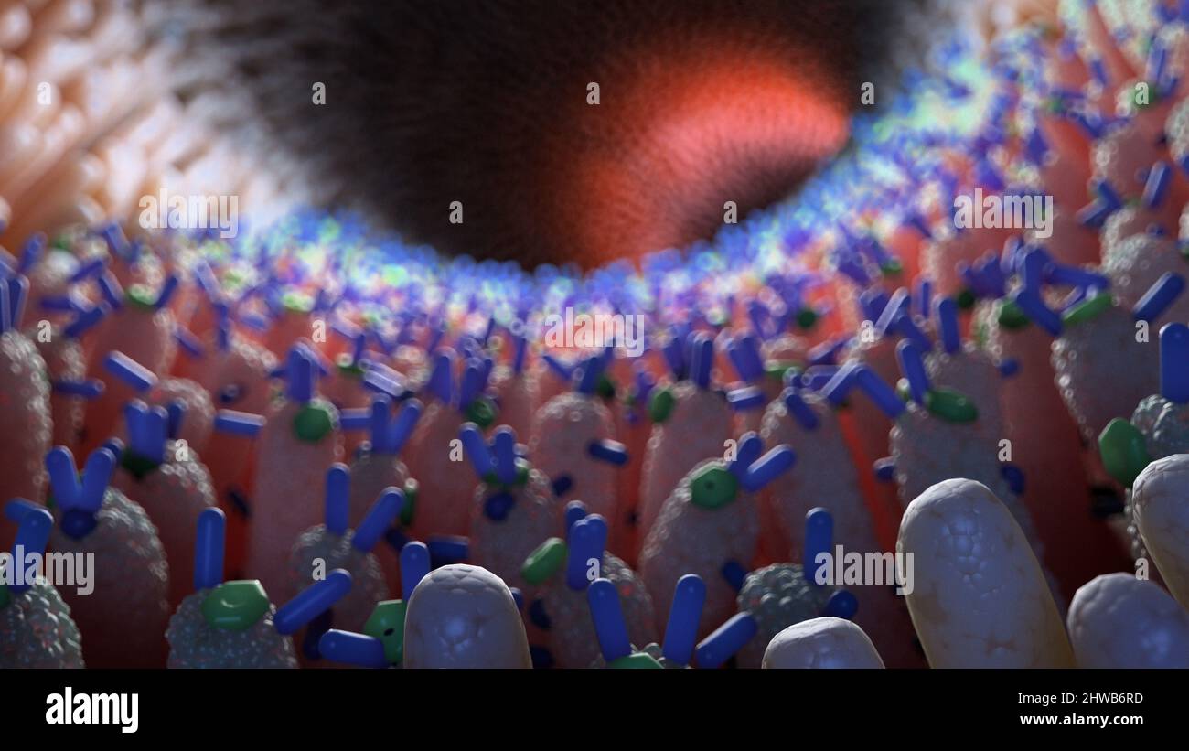 Intestinal microbiome, illustration Stock Photo - Alamy