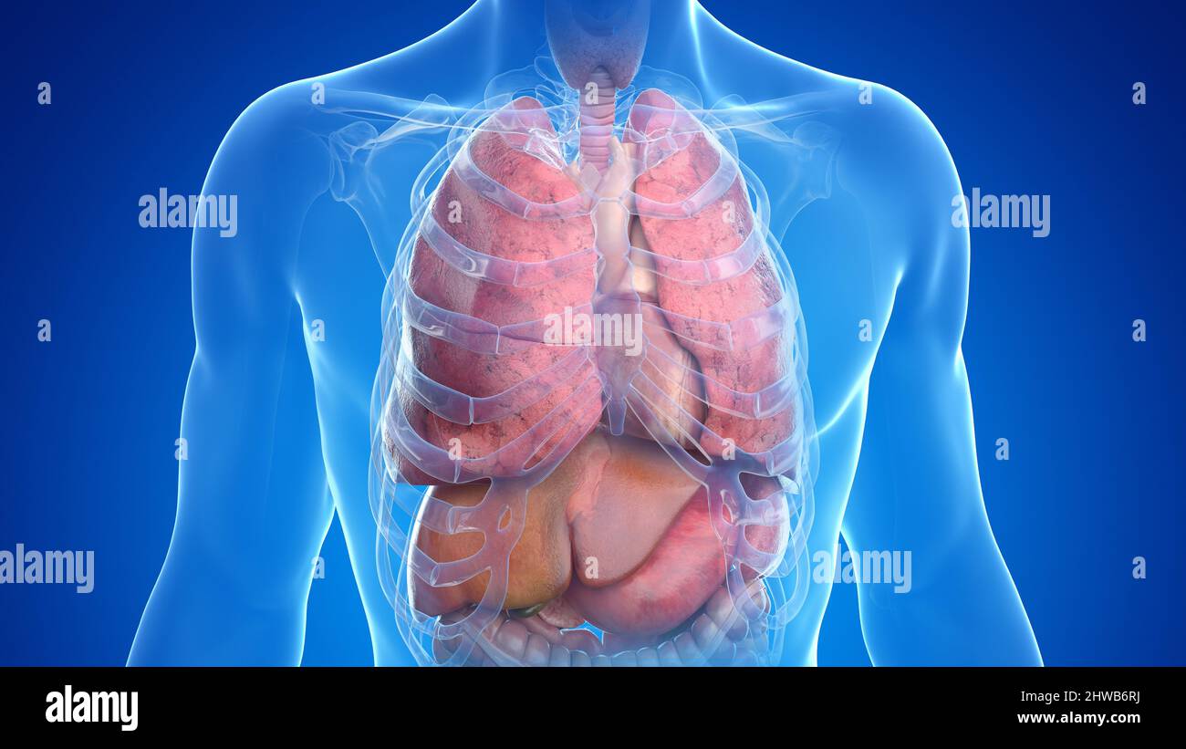 Human thorax, illustration Stock Photo - Alamy