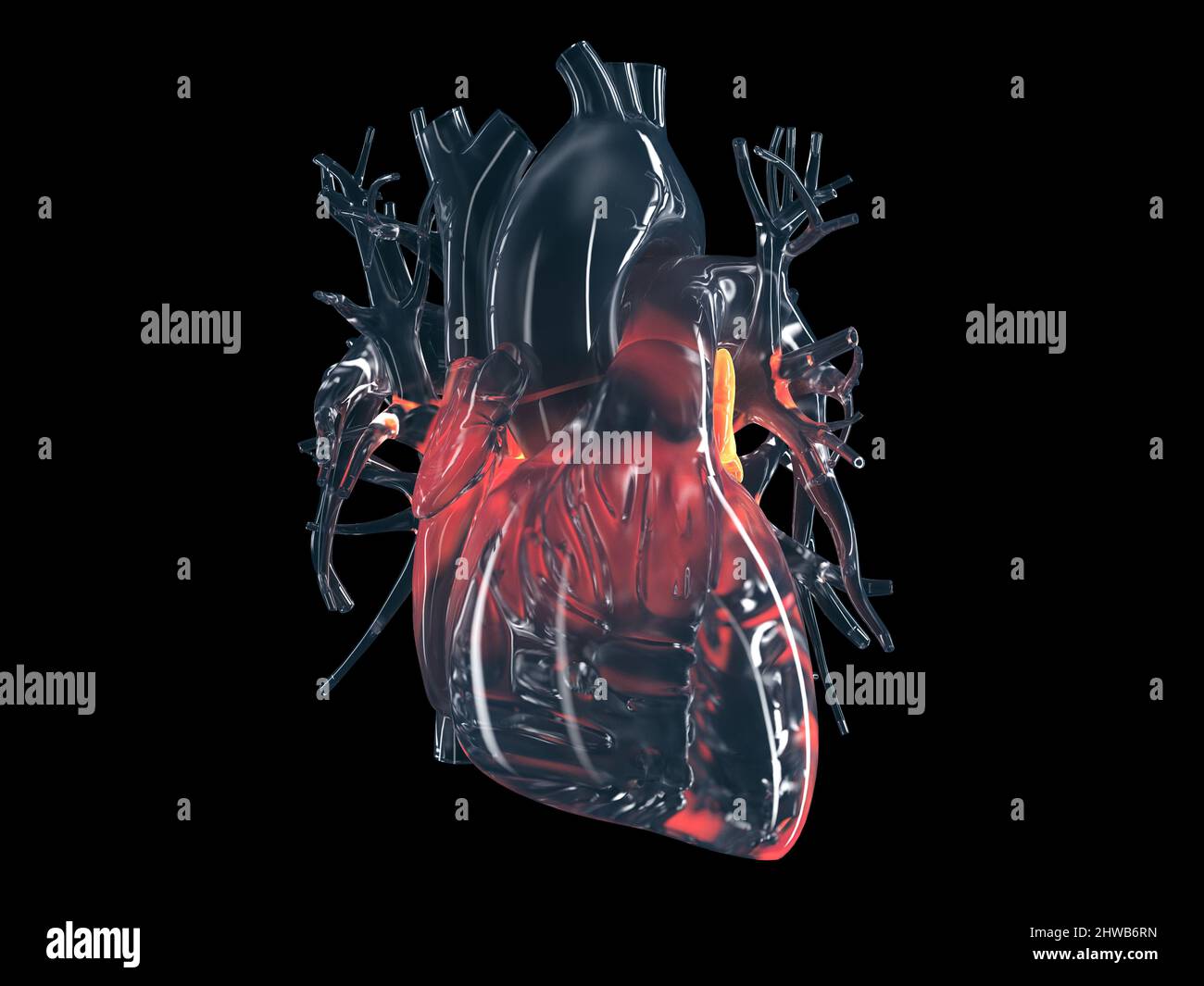 Left atrium, illustration Stock Photo - Alamy