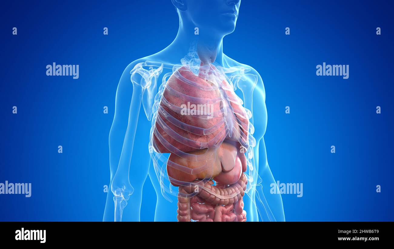 Human internal organs, illustration Stock Photo - Alamy