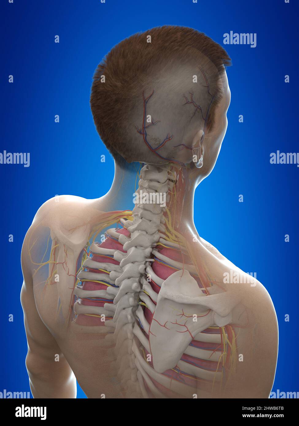 Neck anatomy, illustration Stock Photo - Alamy
