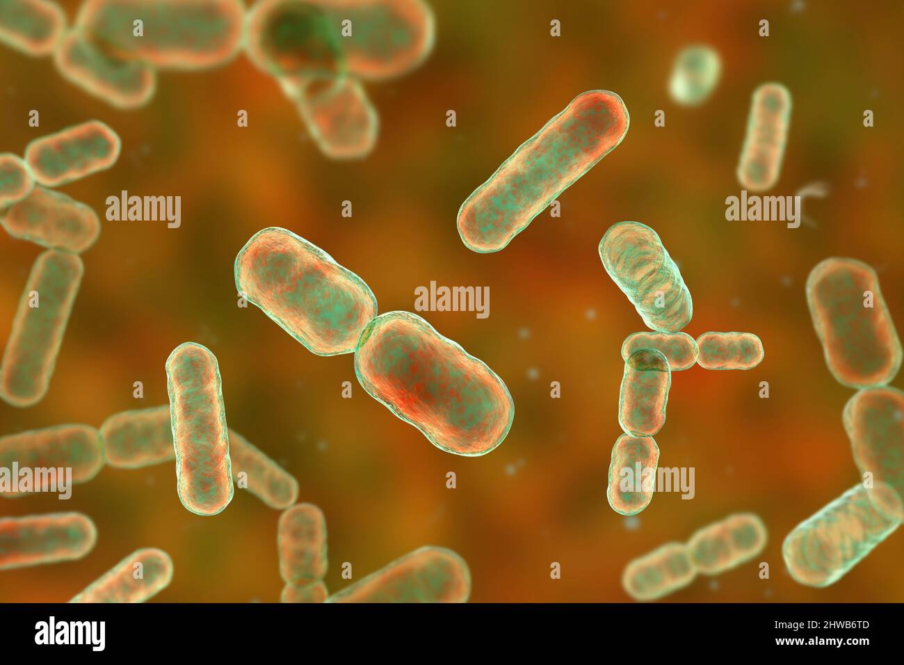 Bacteroides sp. bacteria, illustration Stock Photo - Alamy