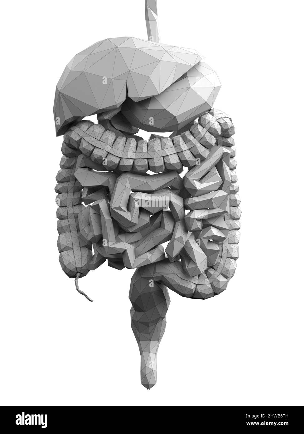 Digestive system, abstract illustration Stock Photo - Alamy