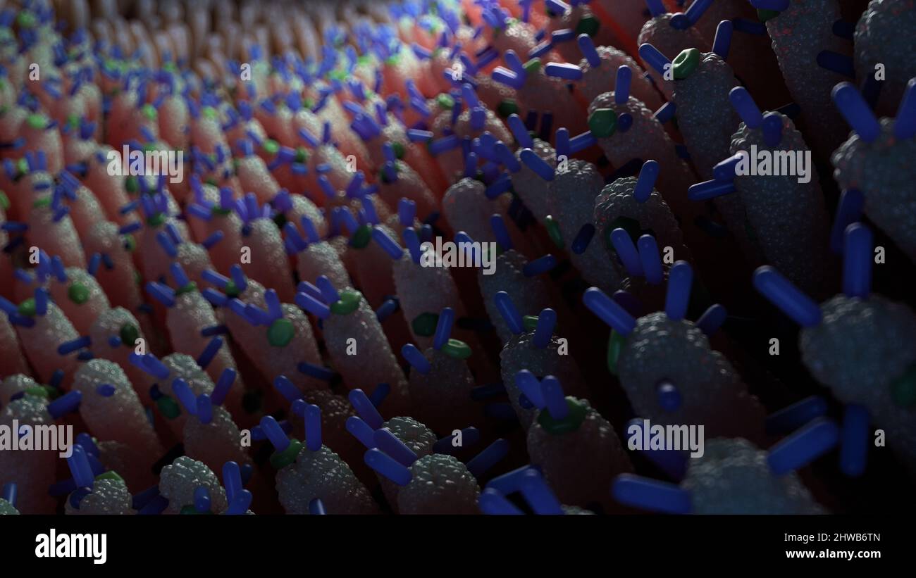 Intestinal microbiome, illustration Stock Photo - Alamy